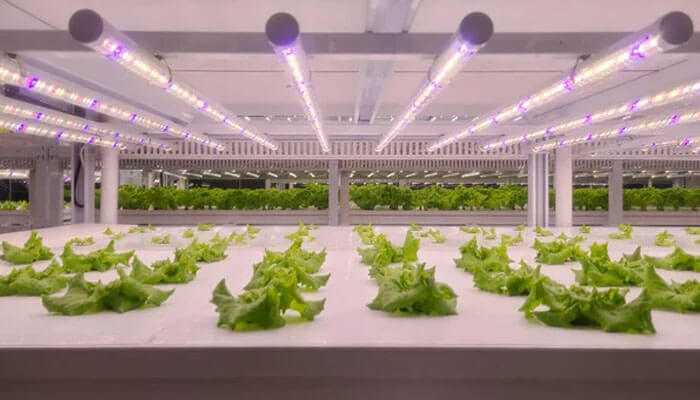 NASA cultivating lettuce in microgravity.