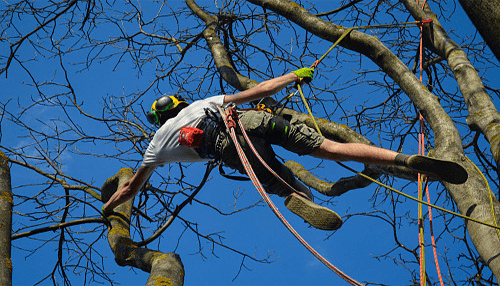 Essential Tips When Hiring An Arborist In Northern Gold Coast