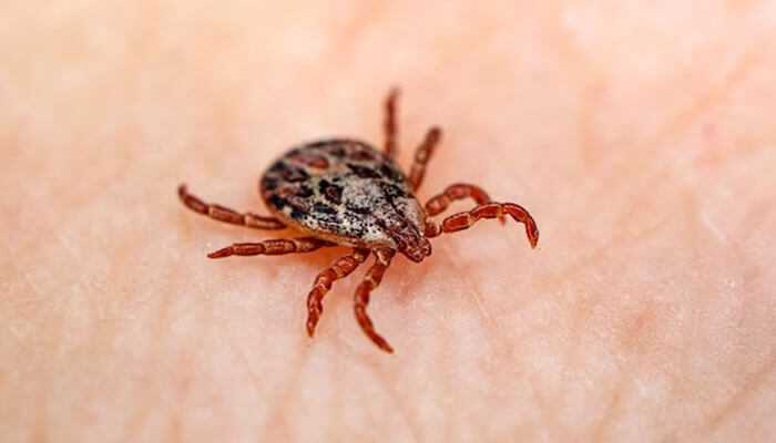 The Hidden Effects of Bed Bugs on Food Businesses